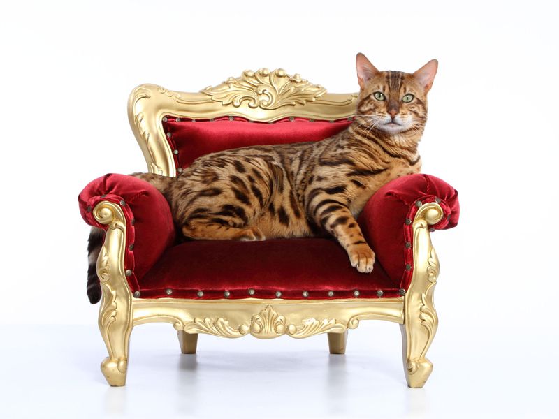 AMAZINGLY SIMPLE – Cats are @$$h0!e$ and what we can learn from them ...